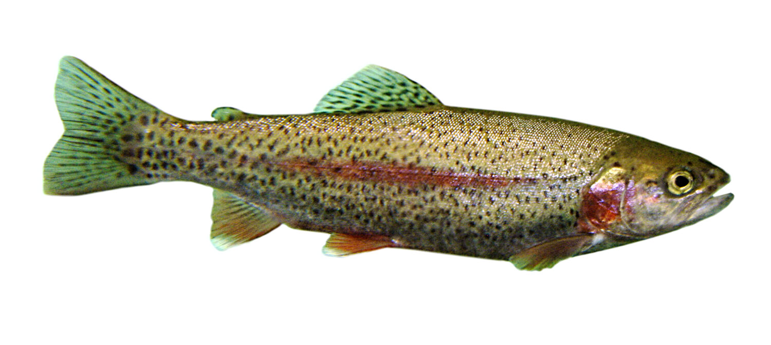 Más de 100 especies de río de España y península