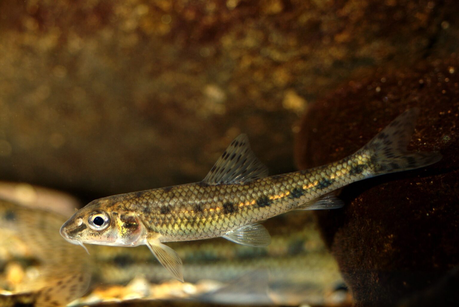 Más de 100 especies de río de España y península
